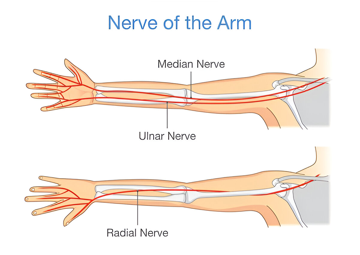 Median Nerve Motor Supply